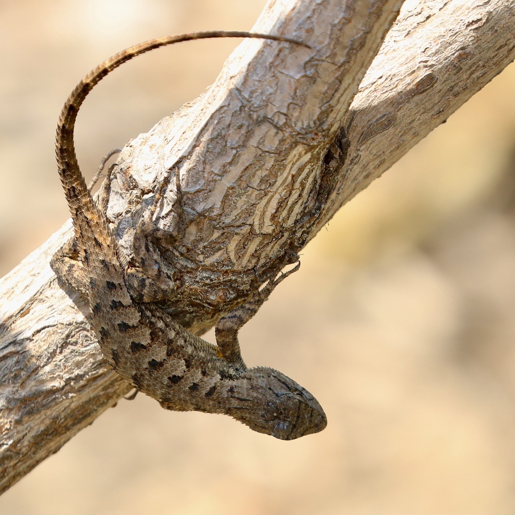 Western Fence Lizard from Griffith Park, Los Angeles, CA, US on ...