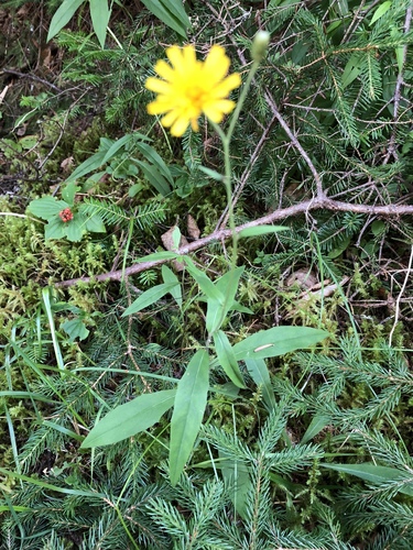 Observações de creoline · BioDiversity4All