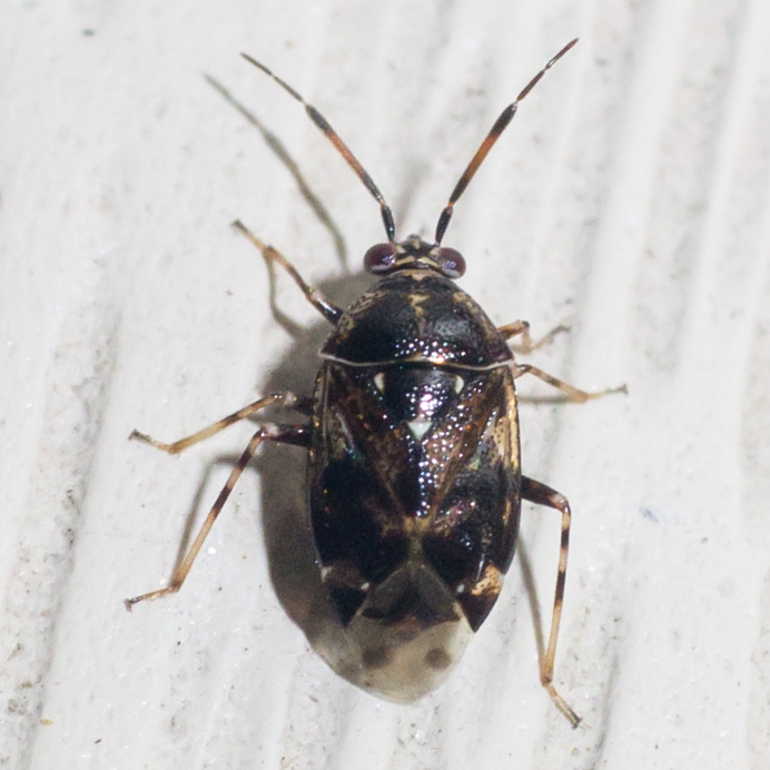 Deraeocoris nebulosus from Anne Arundel, Maryland, United States on ...