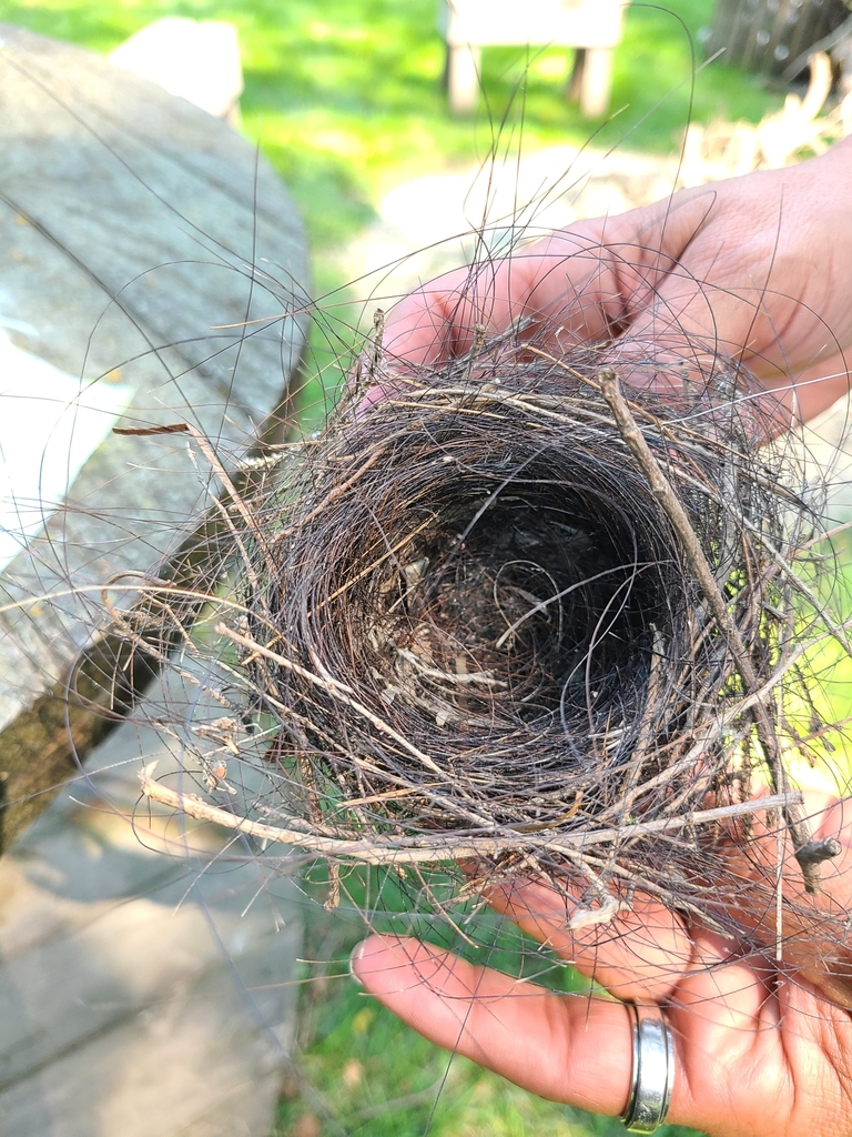 Something by Amy Warnke · iNaturalist