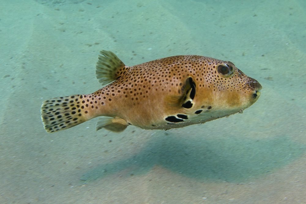 Starry Puffer from South West Rocks NSW 2431, Australia on May 18, 2012 ...