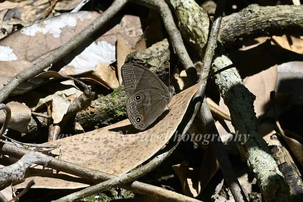 Lethe helena from 中国安徽省池州市青阳县 on September 11, 2022 at 10:02 AM by 石柒 ...