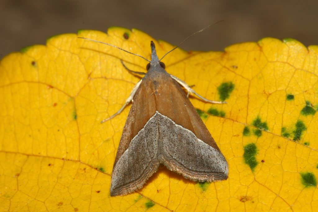 Brown Triangle Snout (Moths of Antequera (Málaga/ Andalusia/ Spain ...