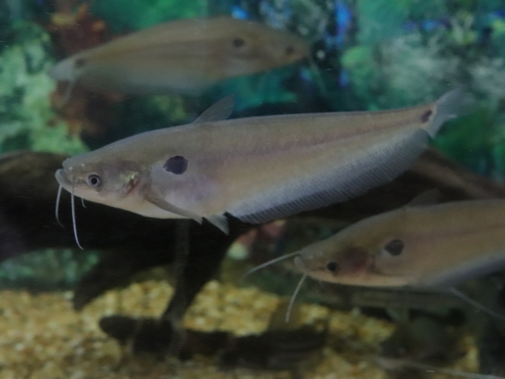 Ompok siluroides from เขื่อนป่าสักชลสิทธิ์ on September 14, 2022 at 11: ...