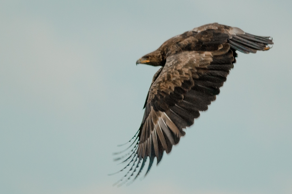 Golden Eagle from 027 32 Zuberec, Slovensko on September 12, 2022 at 06 ...