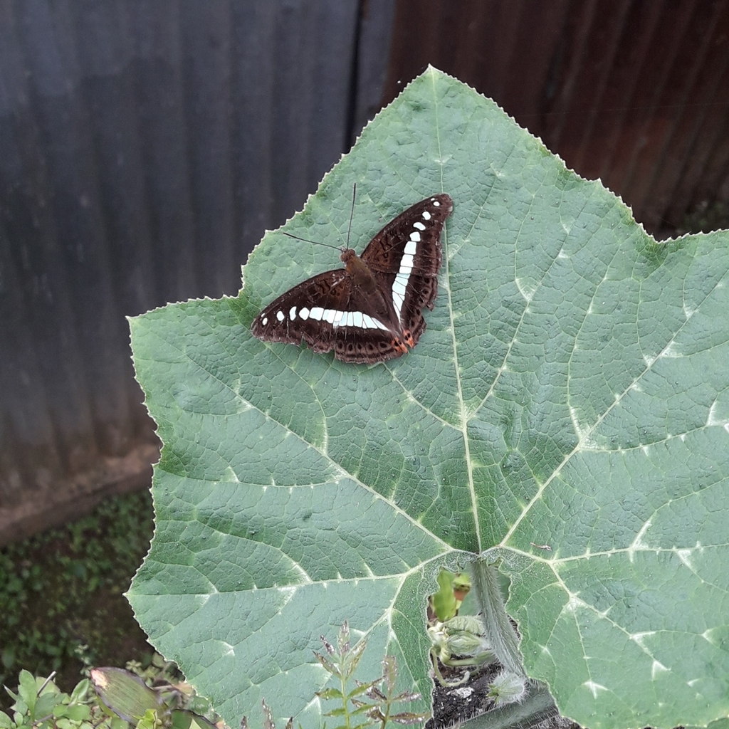 Green Commodore from Pokhriabong Girls H.s.school on September 11, 2022 ...