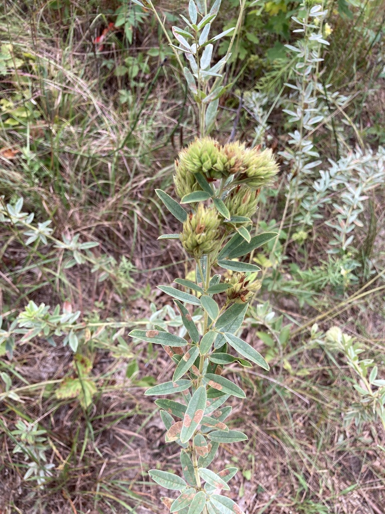 round-headed bush clover from Dundas, MN, US on August 28, 2022 at 03: ...