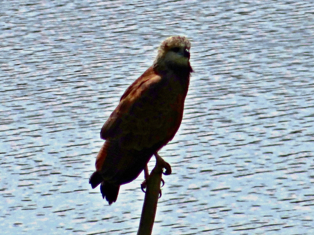 Black-collared Hawk from Loreto Province, Peru on October 23, 2012 at ...