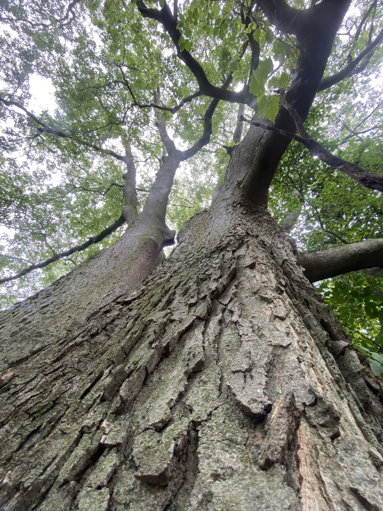 common hackberry from S 125 E, Wolcottville, IN, US on September 13 ...