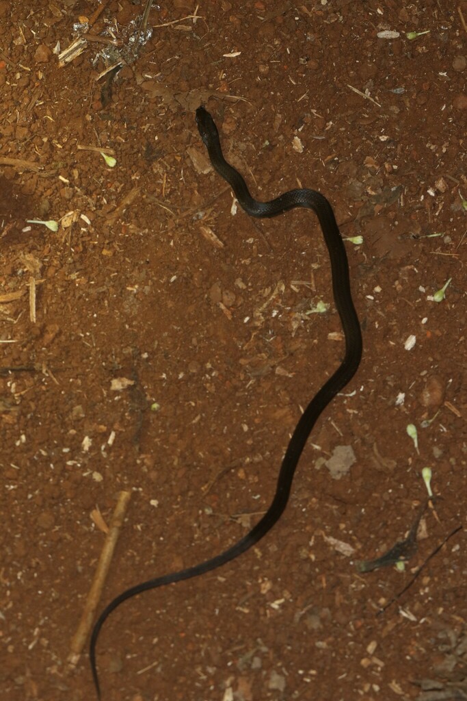 Mayotte Smooth Snake in September 2022 by Markus · iNaturalist