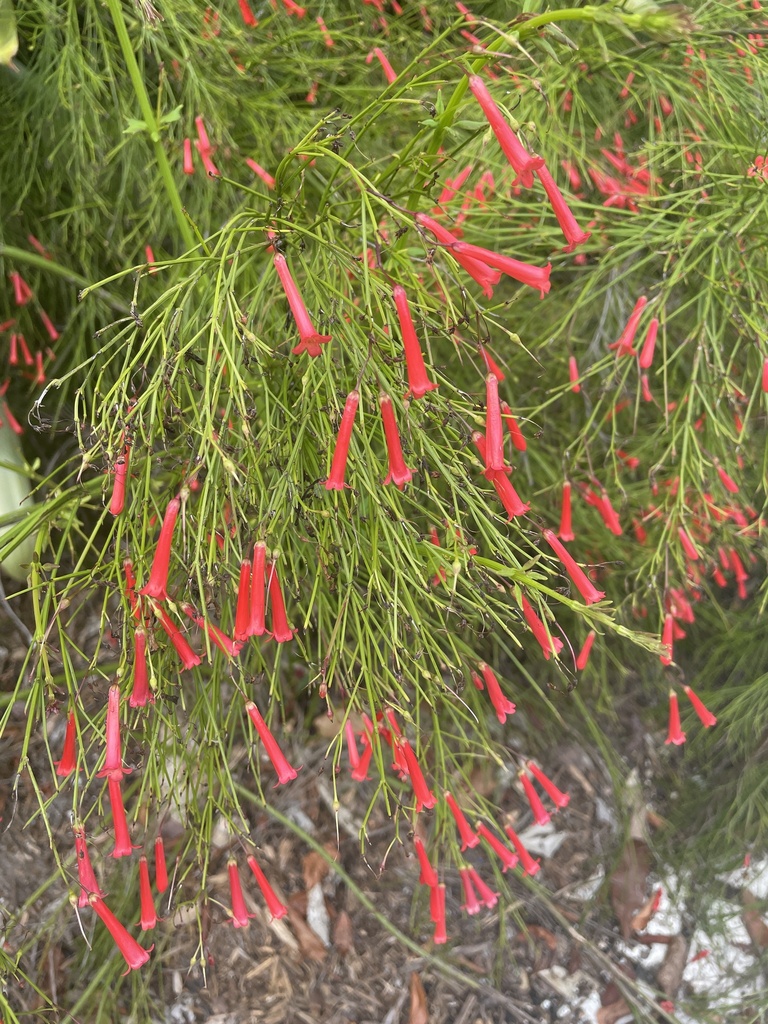 Firecracker plant from Captiva Island, Captiva, FL, US on September 12 ...