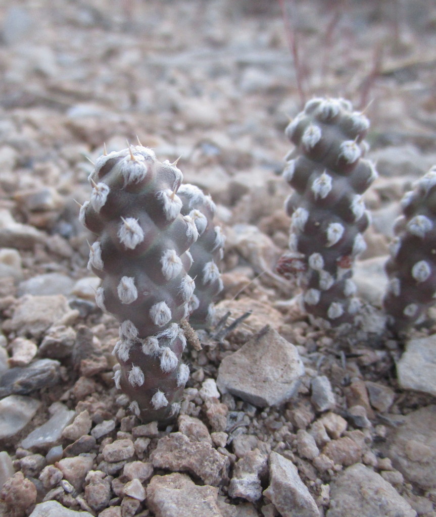 Sagebrush Cholla in April 2015 by Daniel Palmer · iNaturalist