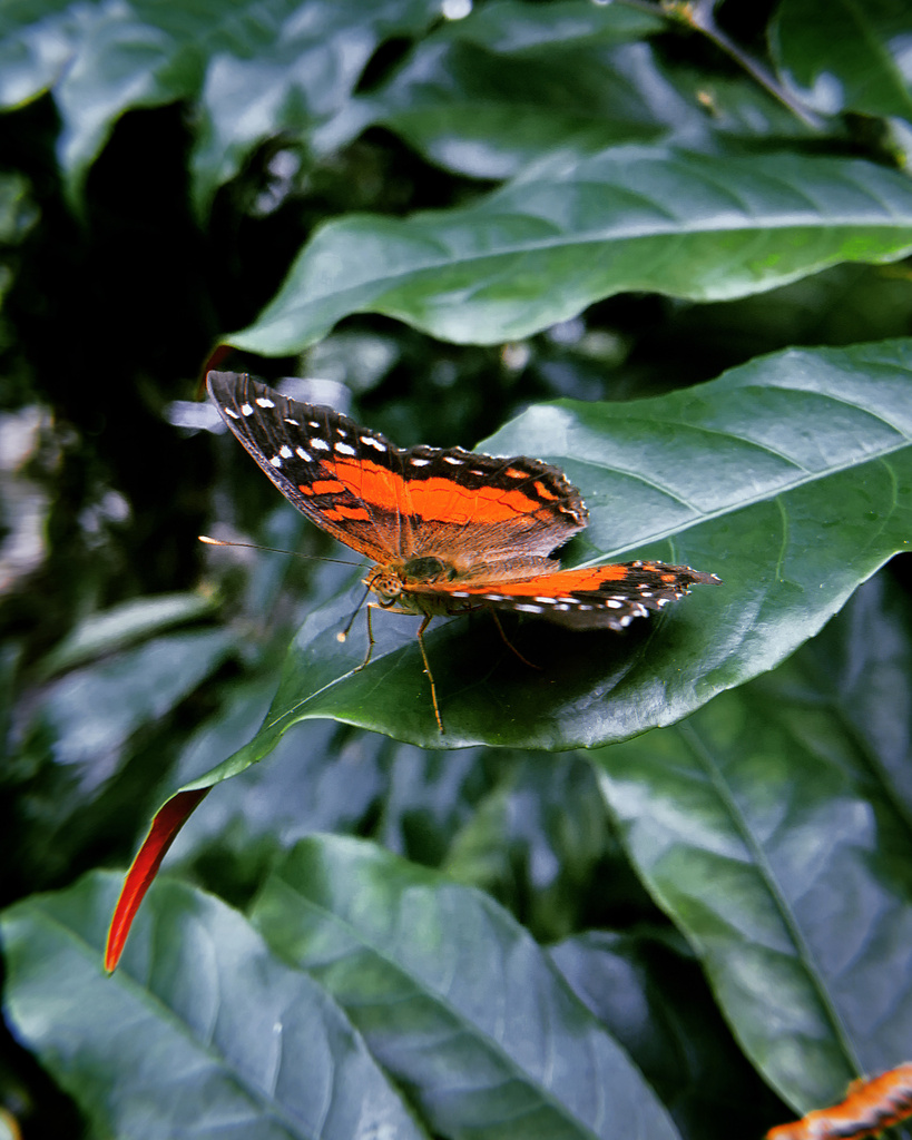 Red Peacock from West Ashley Inside Mark Clark, Charleston, SC, US on ...
