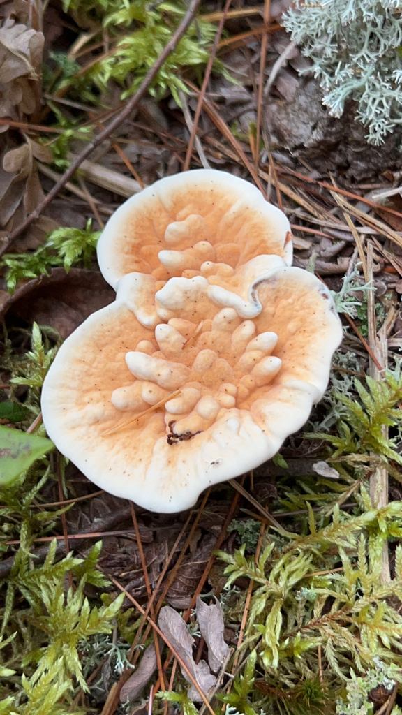 Orange Rough-cap Tooth from Franklin County, US-NY, US on September 09 ...