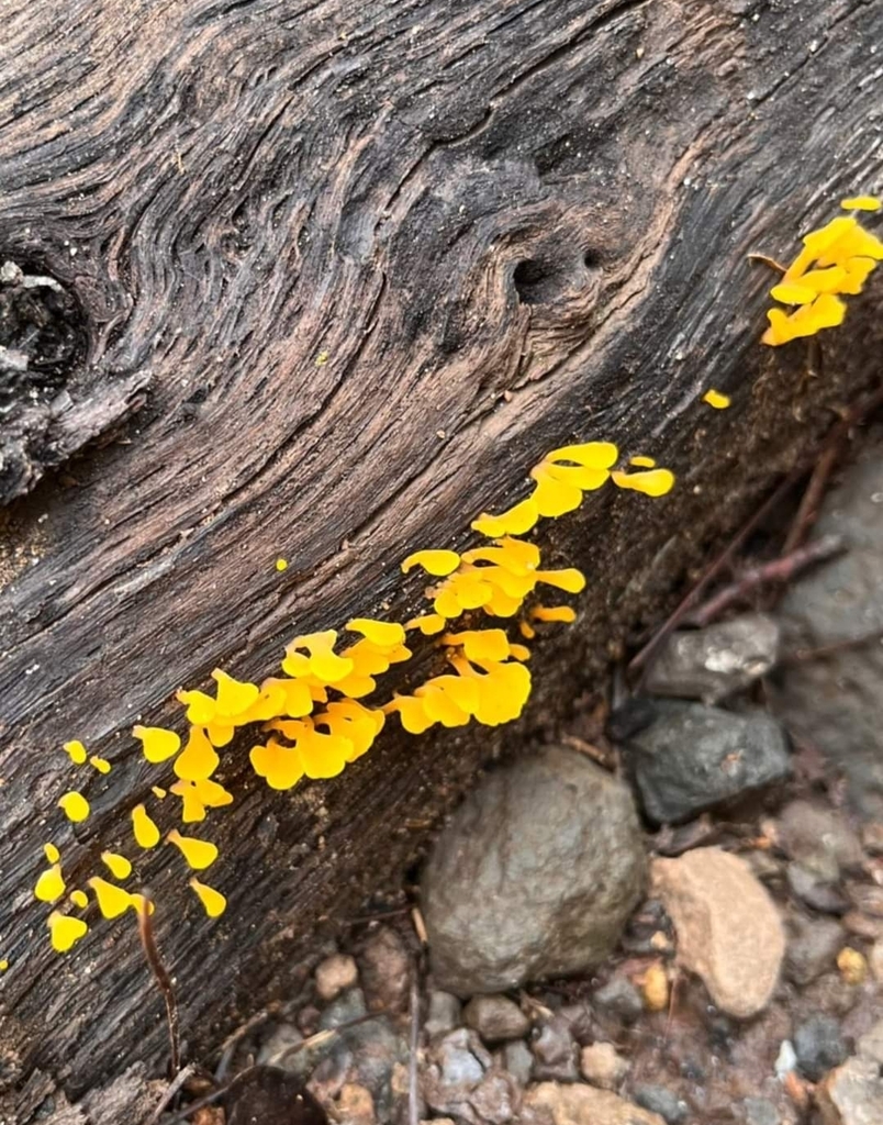 Fan-shaped Jelly Fungus from 85503 Son., México on September 12, 2022 ...