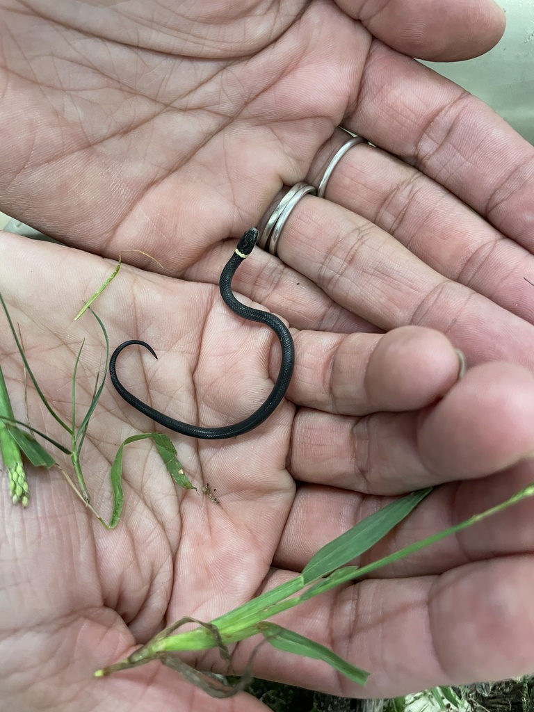Northern Ringneck Snake from Martha's Vineyard, West Tisbury, MA, US on ...