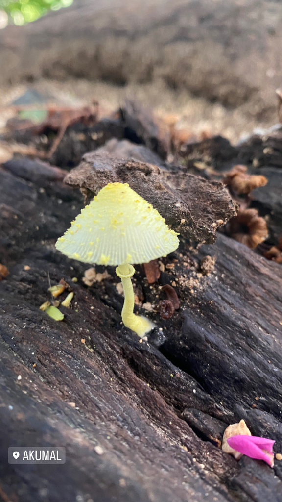 flowerpot parasol from Tulum, Quintana Roo, MX on September 13, 2022 at ...