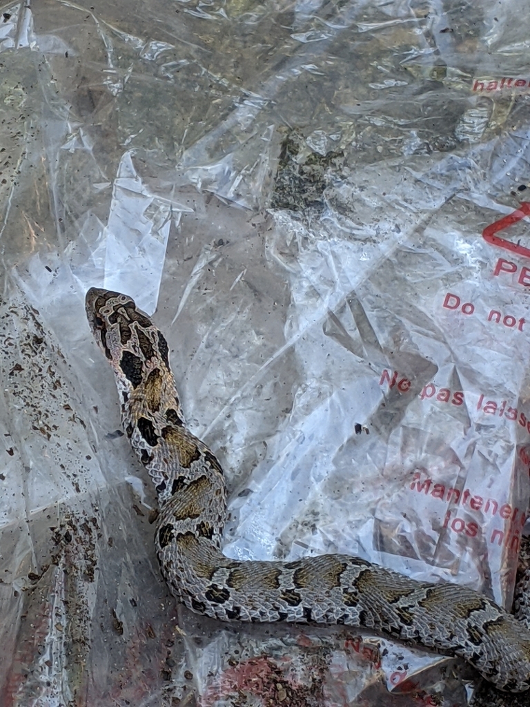 Gimkit - live learning game show