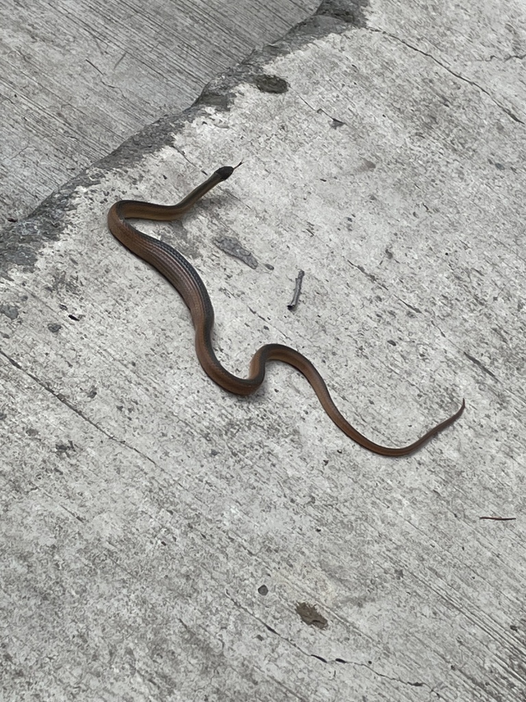 Crowned Graceful Brown Snake from Ciudad Universitaria, Coyoacán, CDMX ...