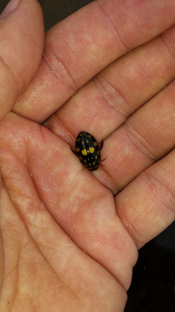 Sunburst Diving Beetle from Pima County, AZ, USA on June 05, 2015 at 12 ...