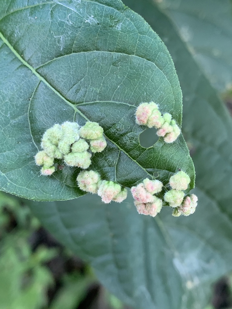 Buttonbush Mite from Erie, PA, US on September 14, 2022 at 11:51 AM by ...