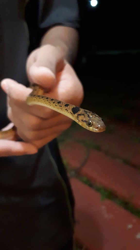 Western Cat-eyed Snake from SIN 19, Sinaloa, México on August 10, 2018 ...