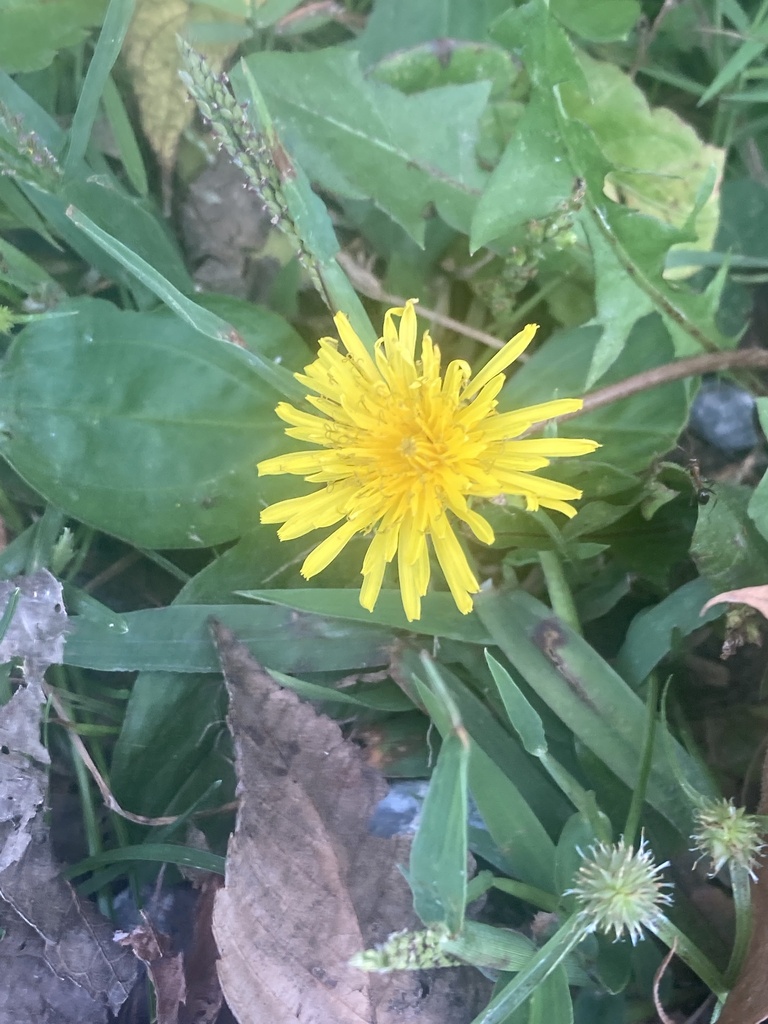 dandelions from Foxhound Ln, Middleburg, VA, US on September 14, 2022 ...
