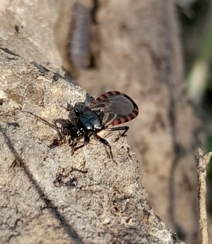 Millipede Assassin Bugs from Reserva Natural Educativa Ing Maschwitz on ...