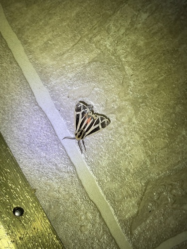 Observations by stephasaurus · iNaturalist