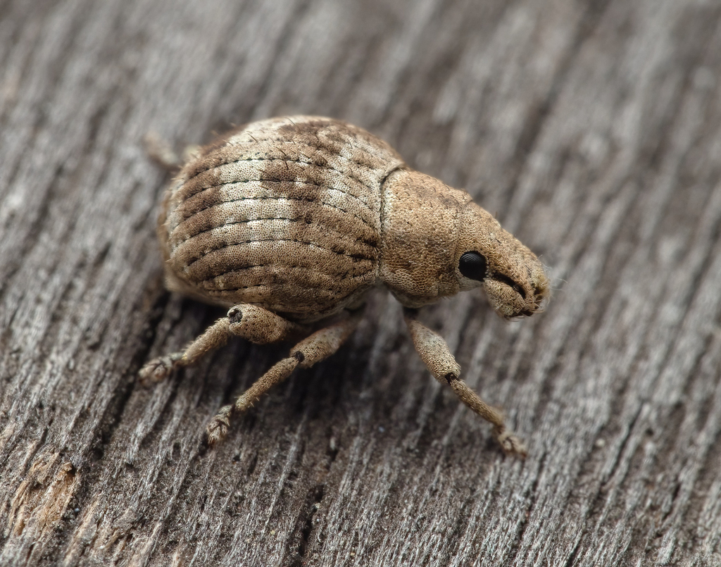 Two-banded Japanese Weevil from Randalls Island, New York, NY, USA on ...