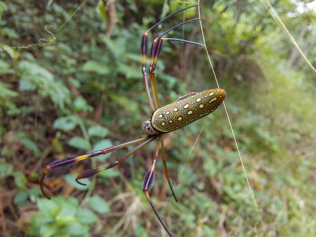 Golden Silk Spider from Cáceres, Antioquia, Colombia on December 28 ...