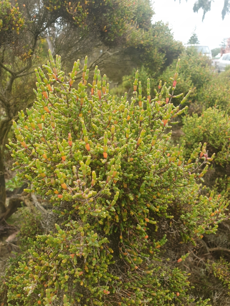 Shrubby Glasswort from Victoria, Australia on September 15, 2022 at 11: ...