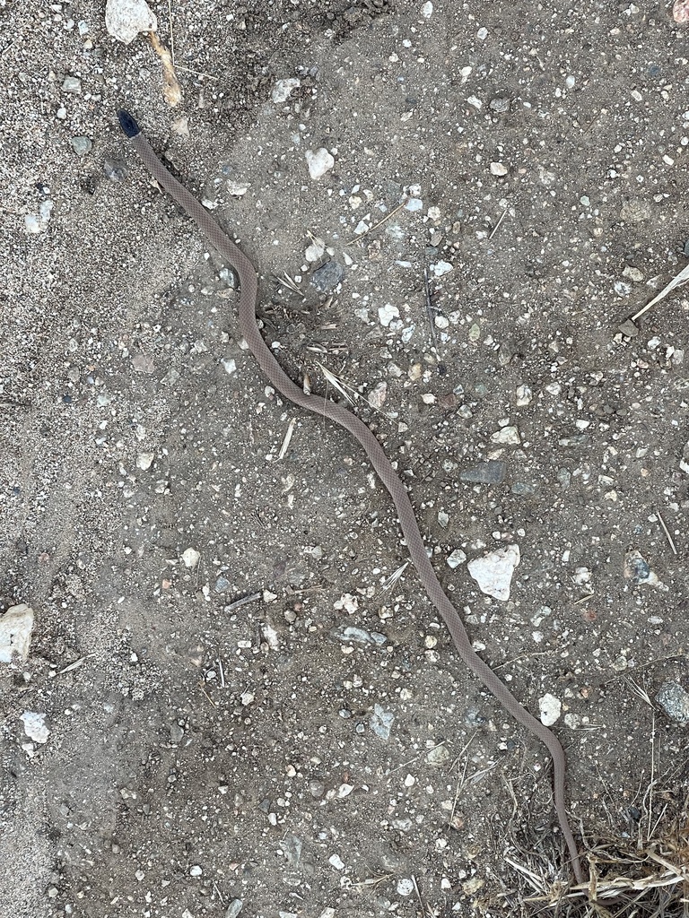 Western Black-headed Snake from San Timoteo, Redlands, CA, US on ...