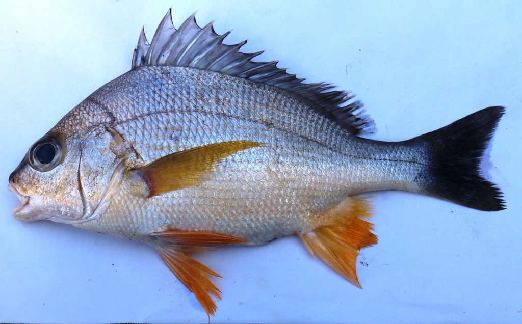 Guoraca Grunter (Pomadasys grunniens) - Marine Life Identification
