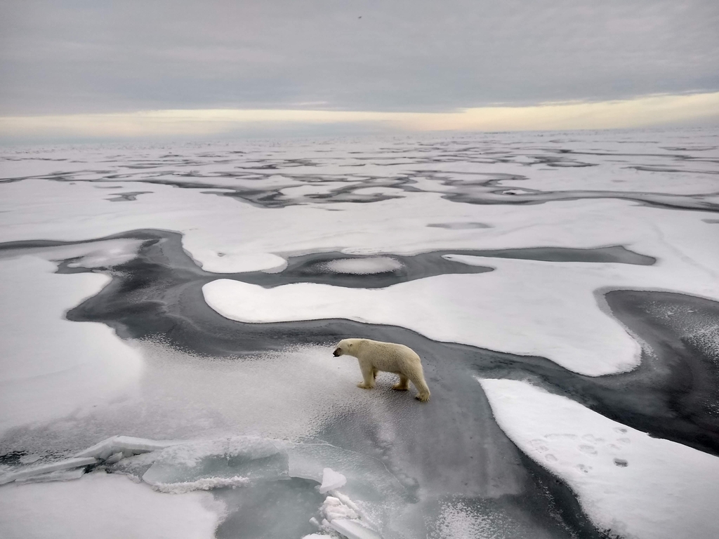 Polar Bear from Central Arctic Basin on August 27, 2021 by Julek ...