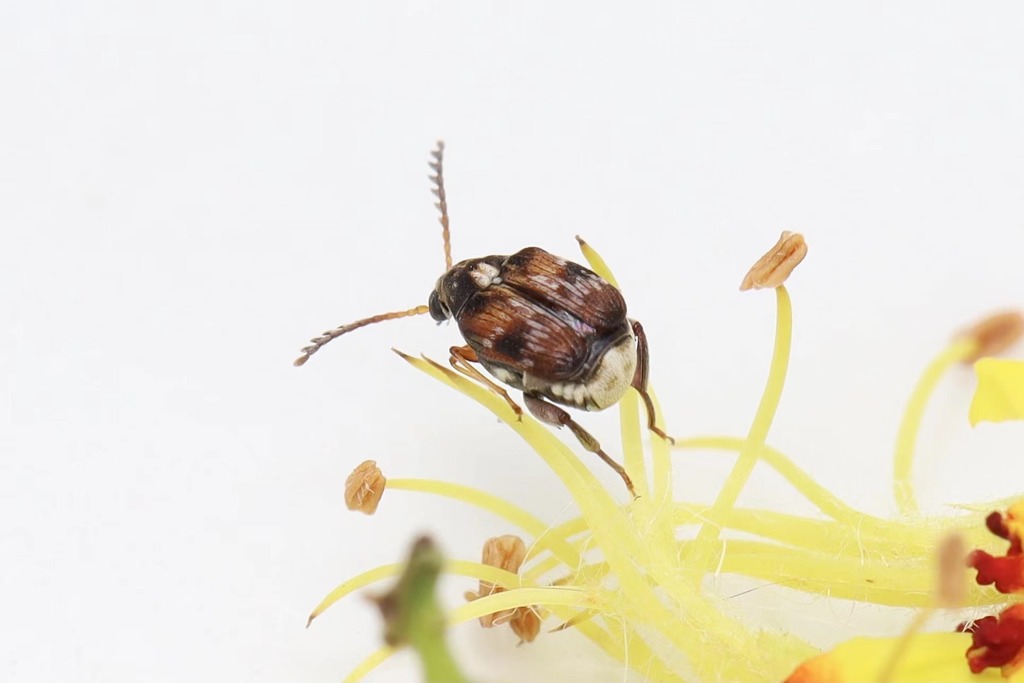 Callosobruchus chinensis from 中國河北省唐山市路北區 on July 13, 2022 at 03:10 PM ...