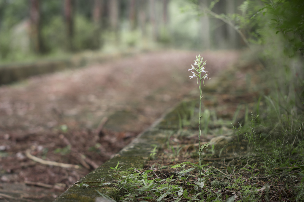 Phantom Orchid in September 2022 by ihenglan · iNaturalist