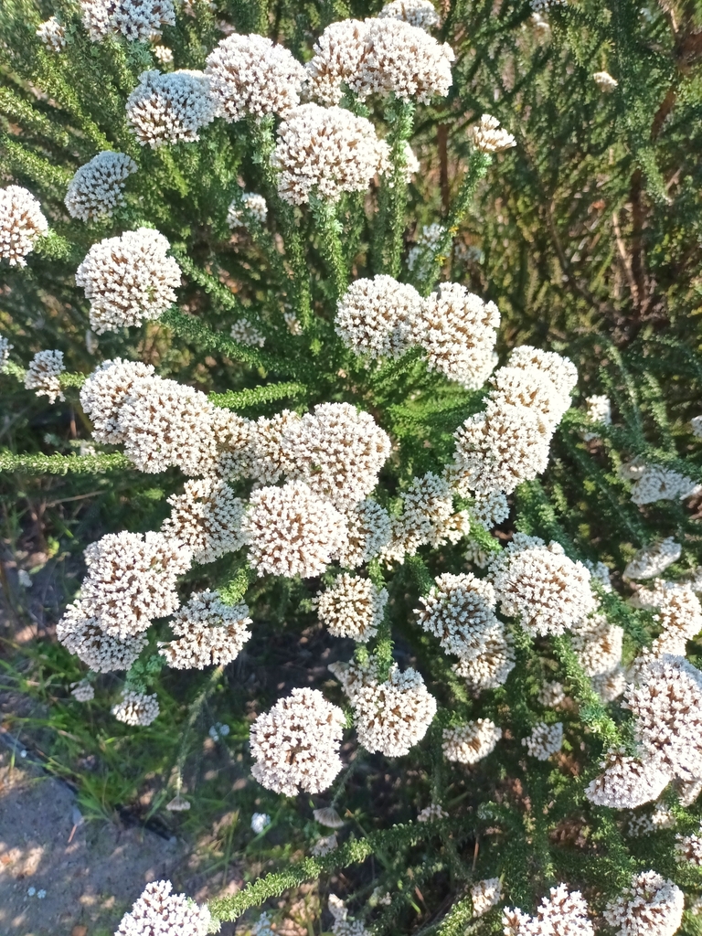 White bristle bush from University of The Western Cape, Erica Twp, Cape ...