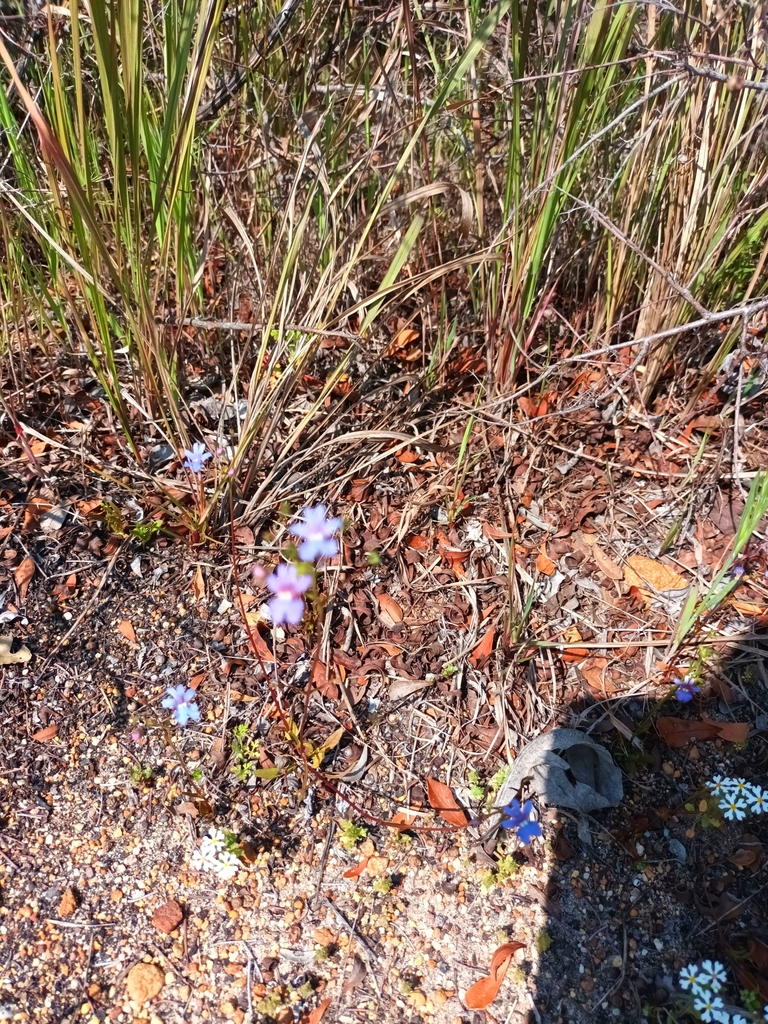 Proliferous Pink from University of The Western Cape, Erica Twp, Cape ...