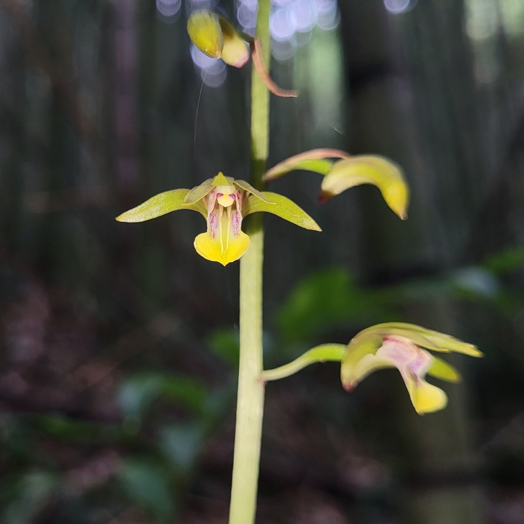 Tainia elliptica in September 2022 by 張鶴騰 · iNaturalist