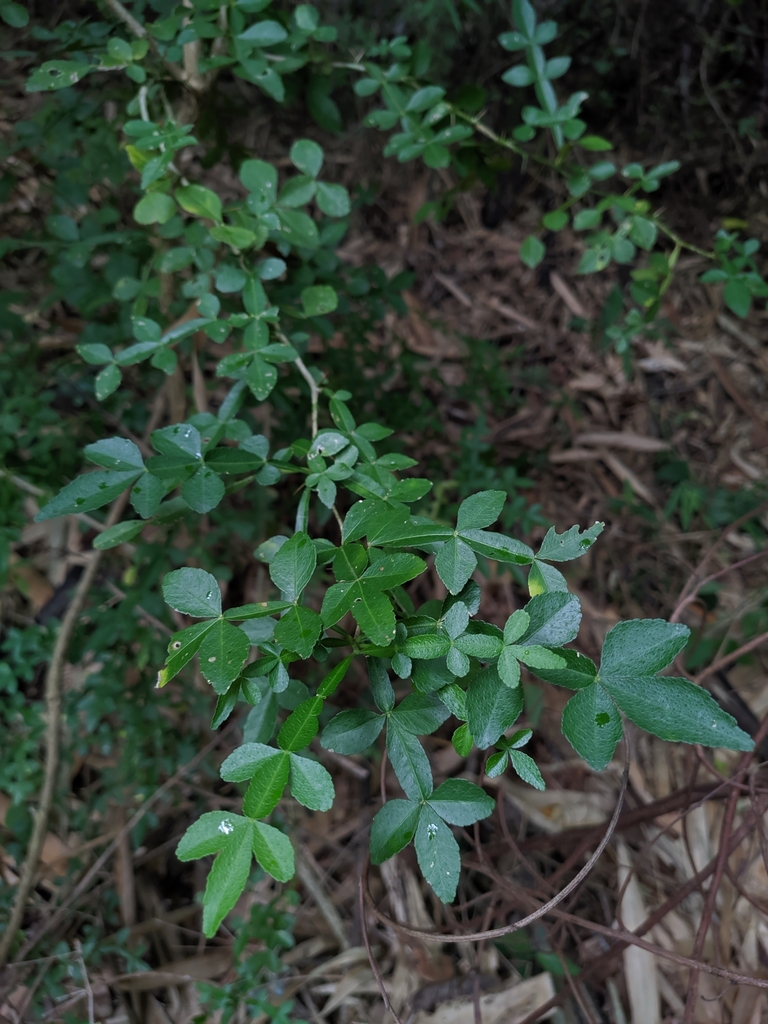 Naringi crenulata from ตำบล บ้านบึง อำเภอบ้านไร่ อุทัยธานี 61140 ประเทศ ...