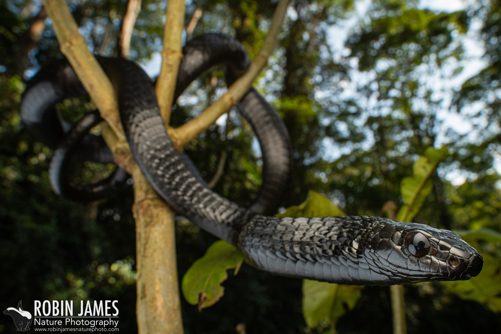 Schmidt’s Bold-eyed Tree Snake in September 2022 by Robin James ...