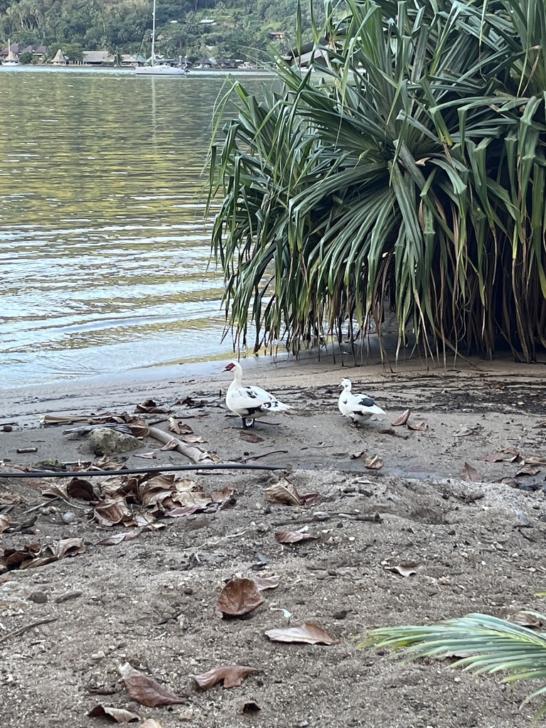 Domestic Muscovy Duck from Moorea, French Polynesia, PF on September 14 ...