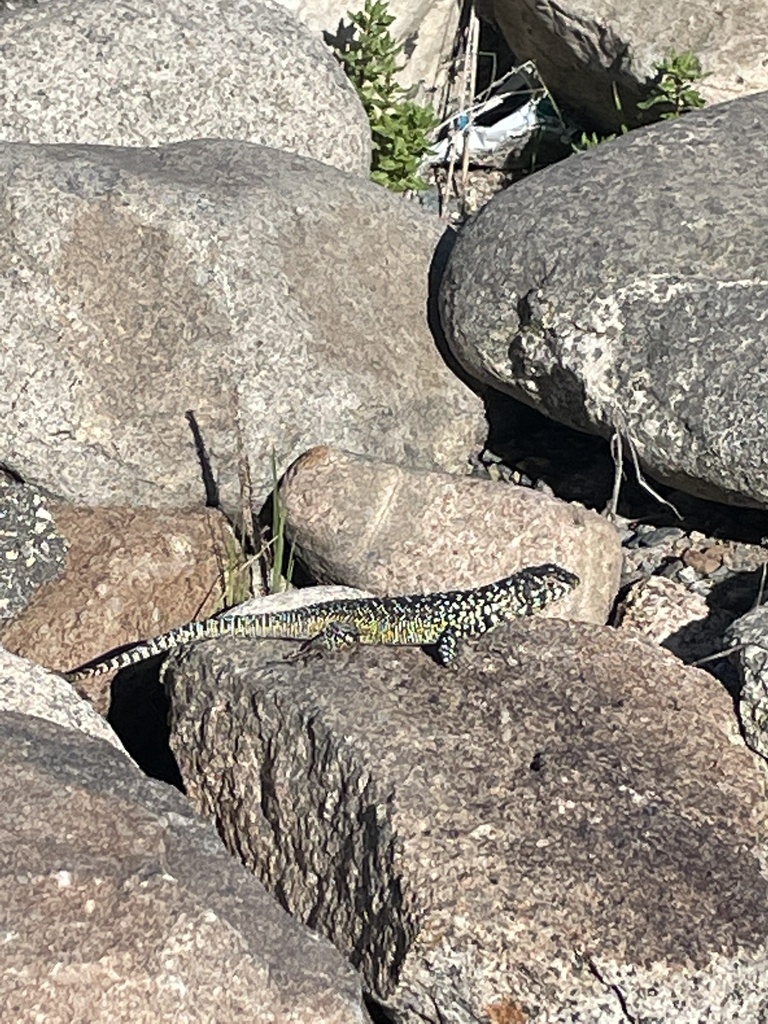 Zapallar Smooth-throated Lizard from Ruta 5 Norte, La Higuera, Coquimbo ...