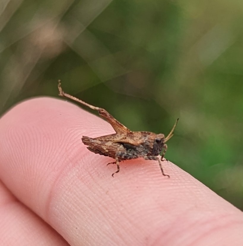 Common Groundhopper from Pontneddfechan, Neath SA11 5UW, UK on ...