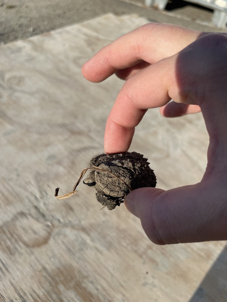 Common Snapping Turtle from Belle Isle Park, Detroit, MI, US on ...