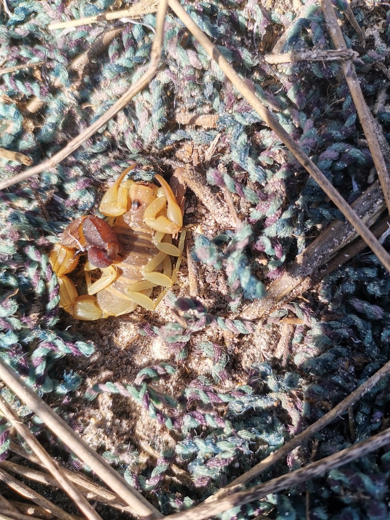 Cape Thicktail Scorpion from Mitchells Plain, Cape Town, South Africa ...