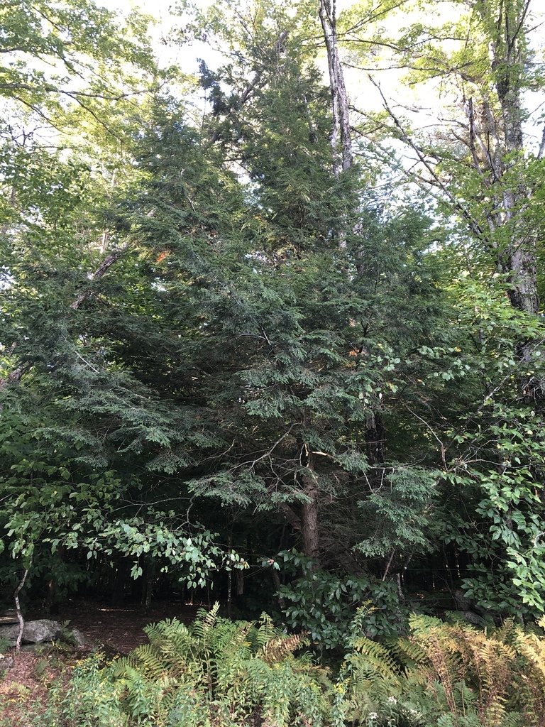 eastern hemlock from Etna, NH, US on September 15, 2022 at 08:14 AM by ...