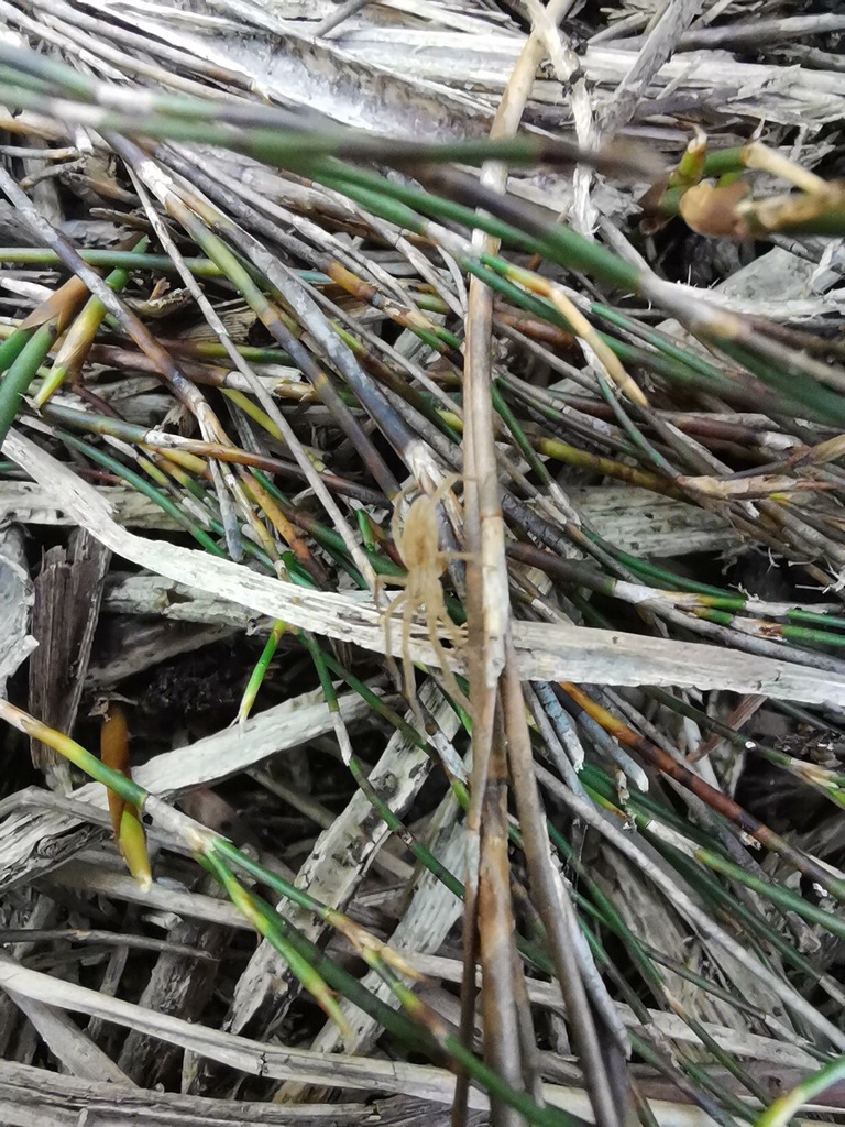 Oblong Running Spider from Grassy Park, Cape Town, 7941, South Africa ...