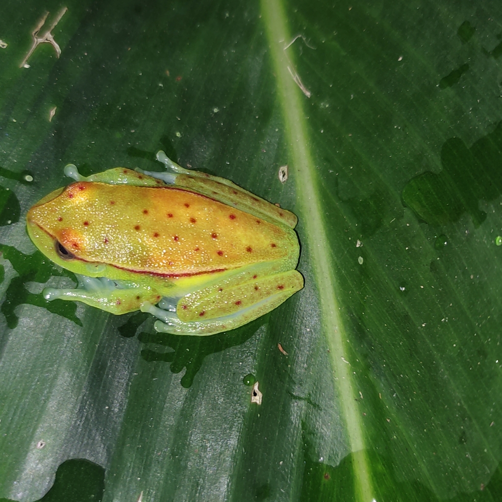 Polka-dot Tree Frog from Lago Agrio, EC-SU, EC on September 12, 2022 at 01:41 AM by Lisbeth ...
